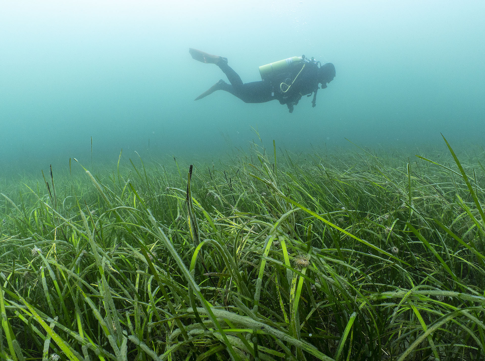 Support us – Blue Meadows