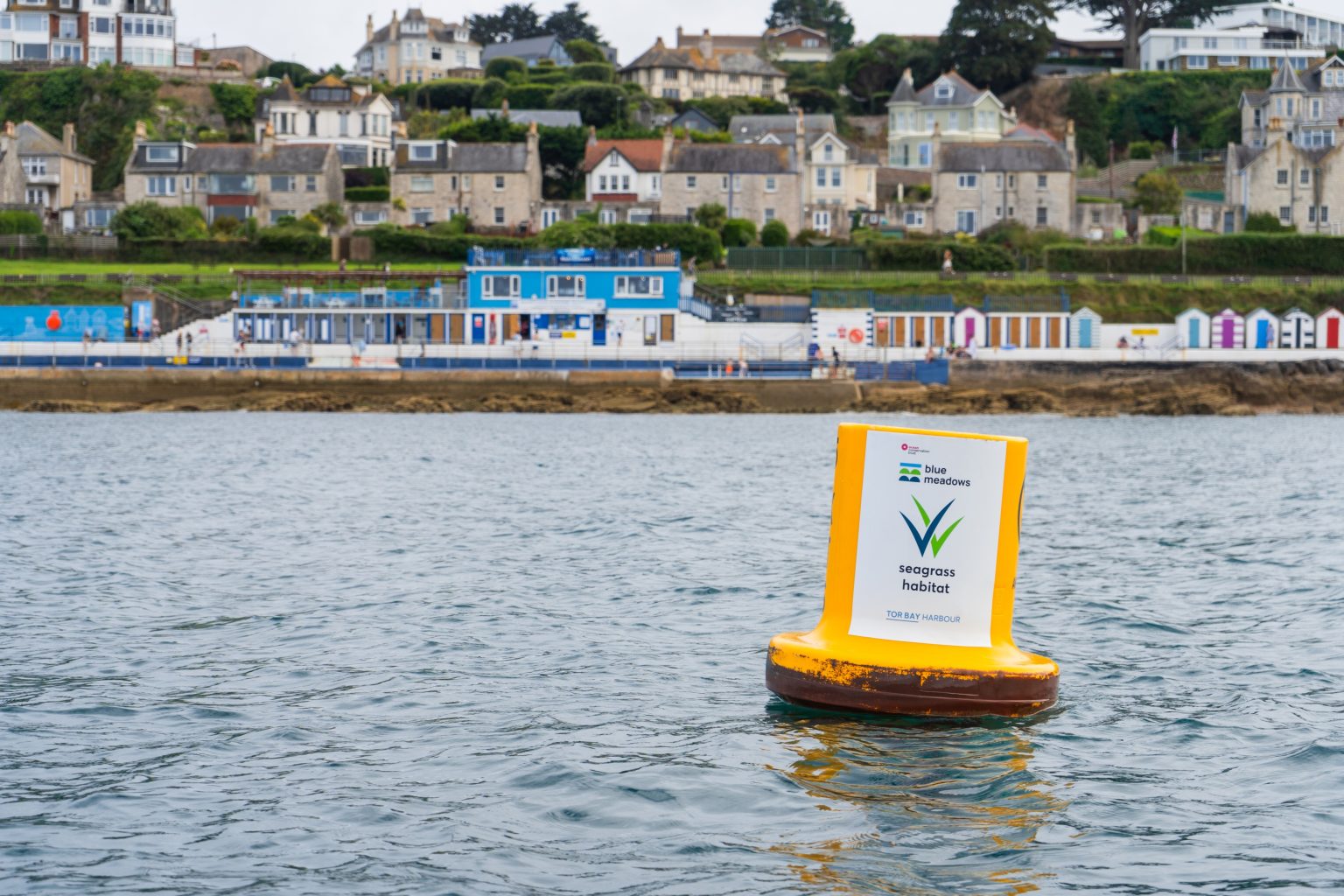 Our work – Blue Meadows - Seagrass protection regeneration and restoration