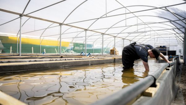 Our work – Blue Meadows - Seagrass protection regeneration and restoration