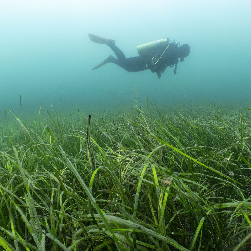 Get involved – Blue Meadows