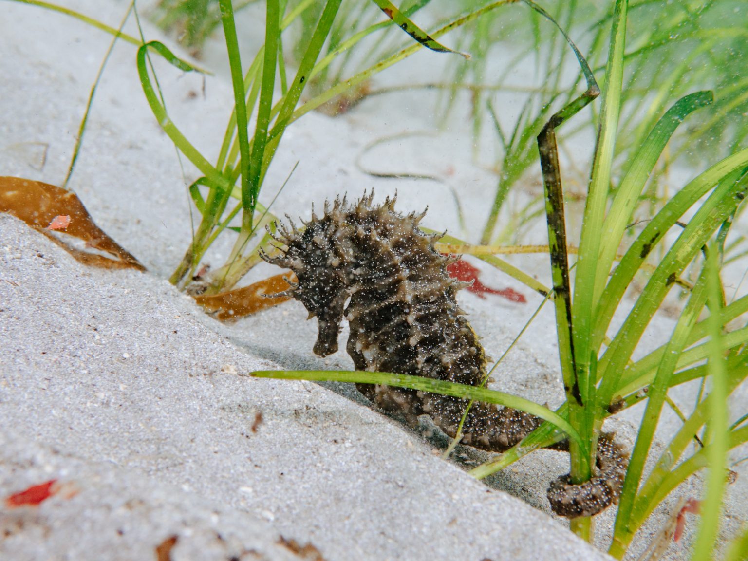 Mini Meadows – Blue Meadows