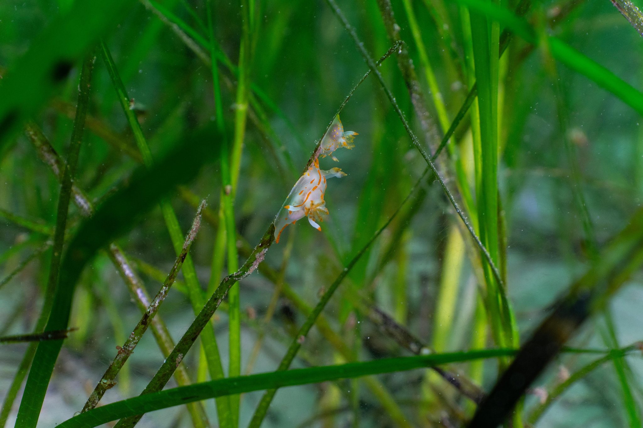 Businesses, Trusts & Foundations – Blue Meadows